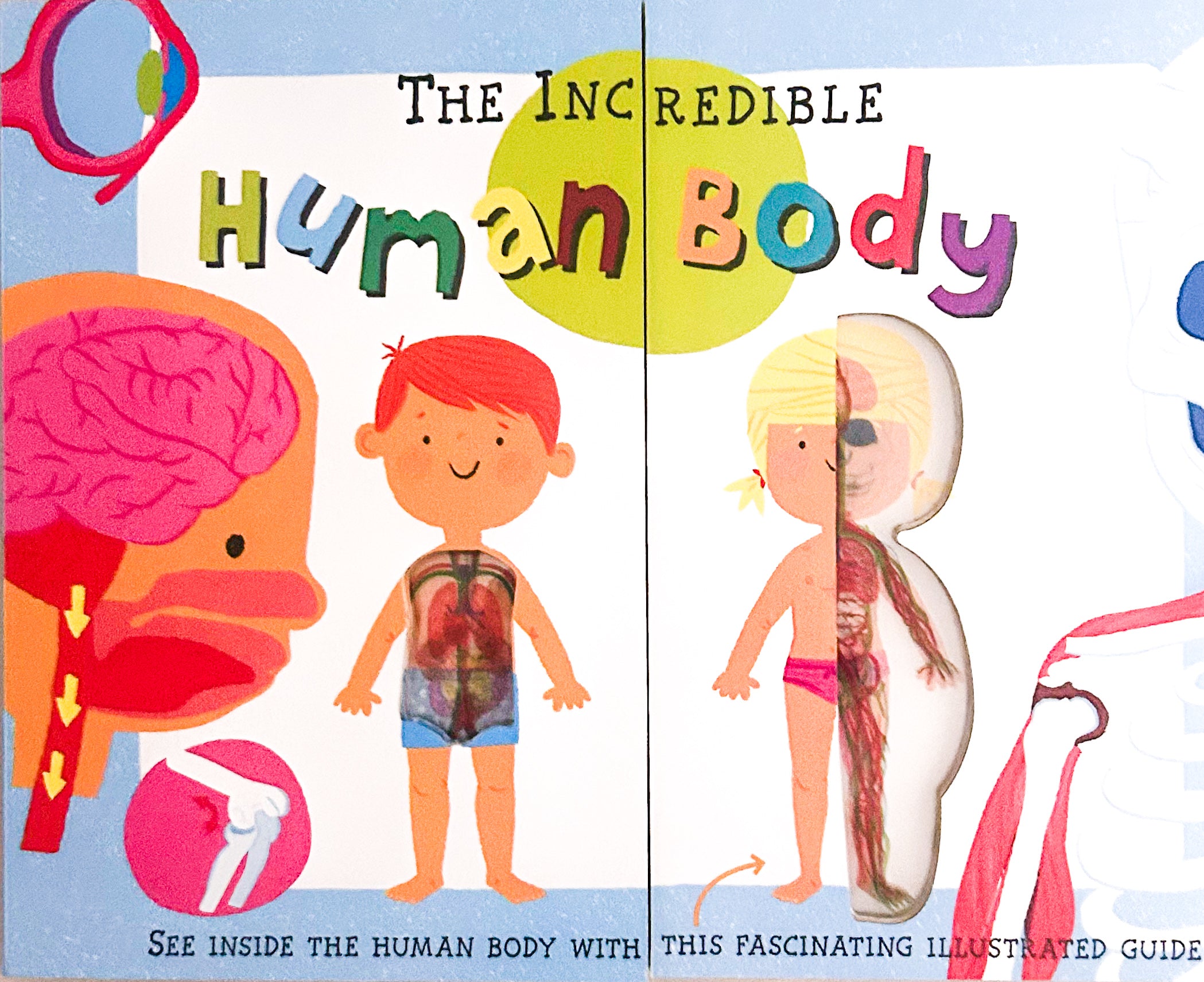 The Incredible Human Body – The Little Peanut Company